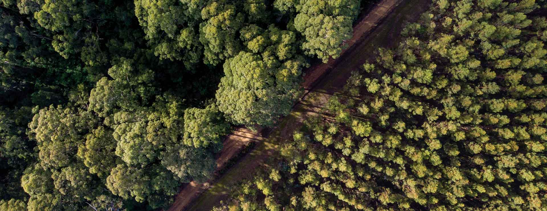 Madera de demolición vs Madera de reforestación: ¿cuál es la mejor ...